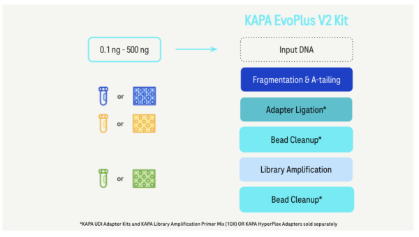 KAPA EvoPlus V2 Kits | Roche Sequencing Store
